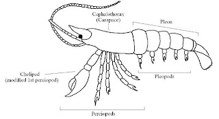 Invertebrate Diversity: Pistol Shrimp